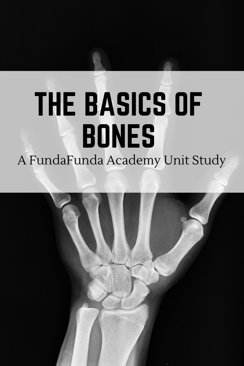Skeletal Unit Study - web-based | FundaFunda Academy